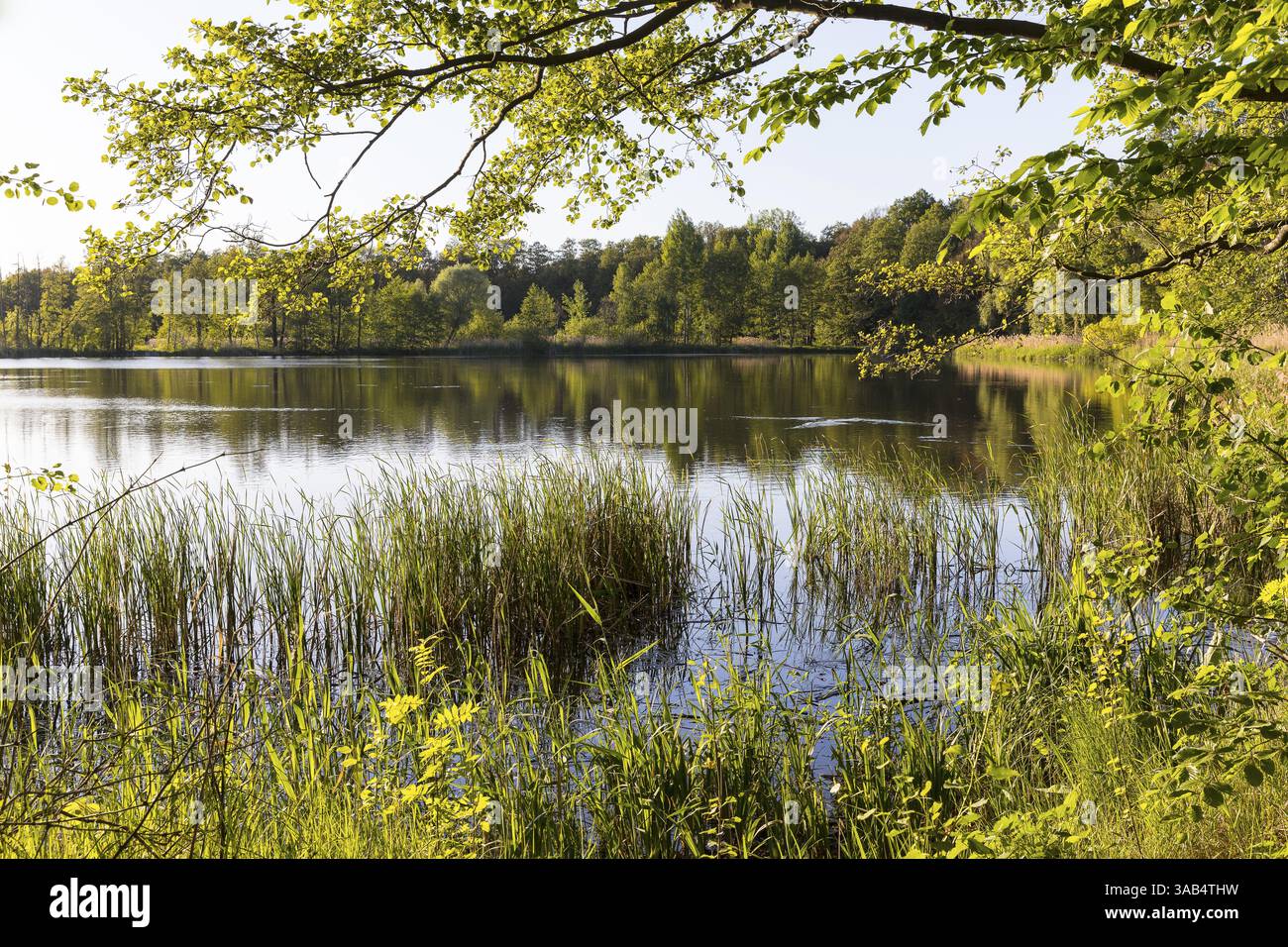 Abendlicht am Oberen Teich bei Rietschen, Oberlausitzer Heide- und ...