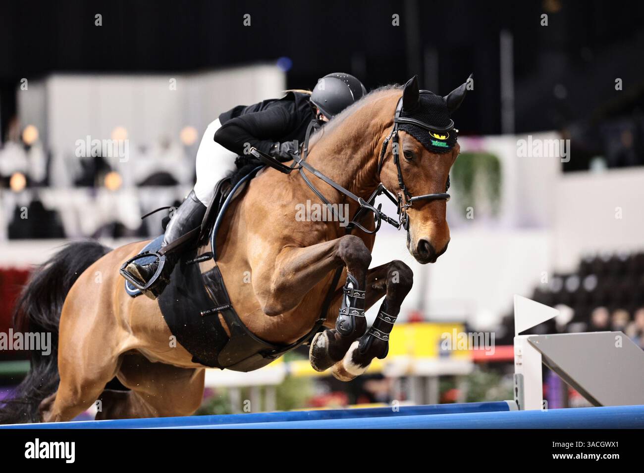 Annina Züger - Hächler aus der Schweiz mit Batman d'Aiguilly beim Preis ...