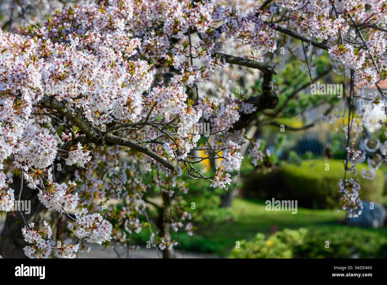 wien, österreich, 04. april 2025, Bäume in Blüte im japanischen Park ...