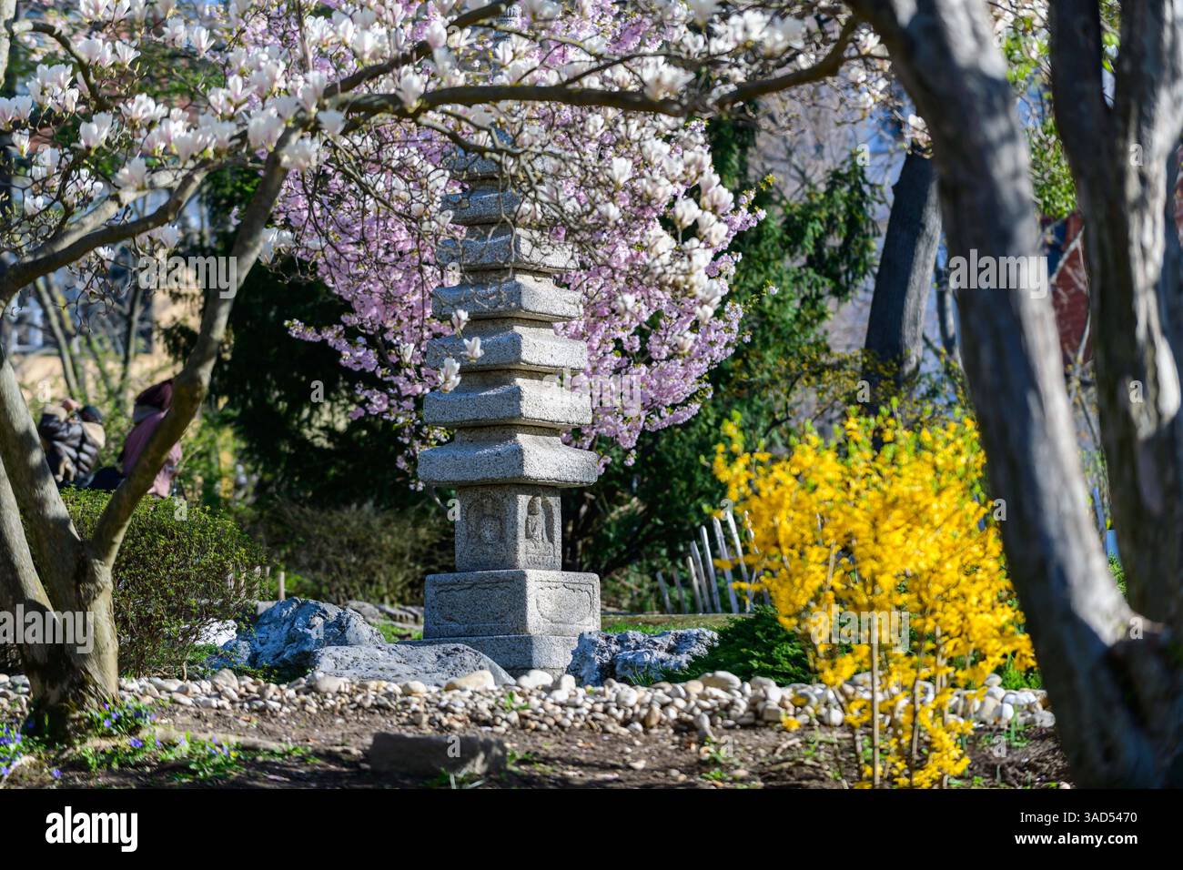 wien, österreich, 04. april 2025, Bäume in Blüte im japanischen Park ...