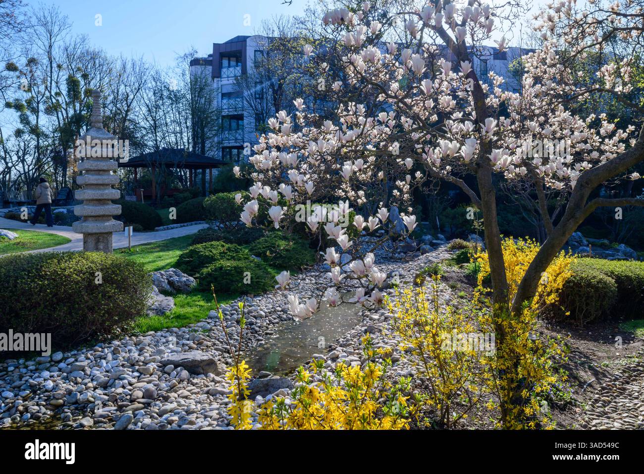 wien, österreich, 04. april 2025, Bäume in Blüte im japanischen Park ...