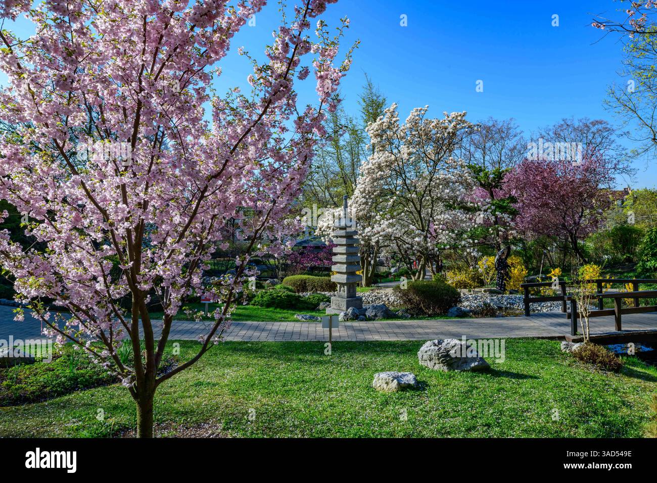 wien, österreich, 04. april 2025, Bäume in Blüte im japanischen Park ...