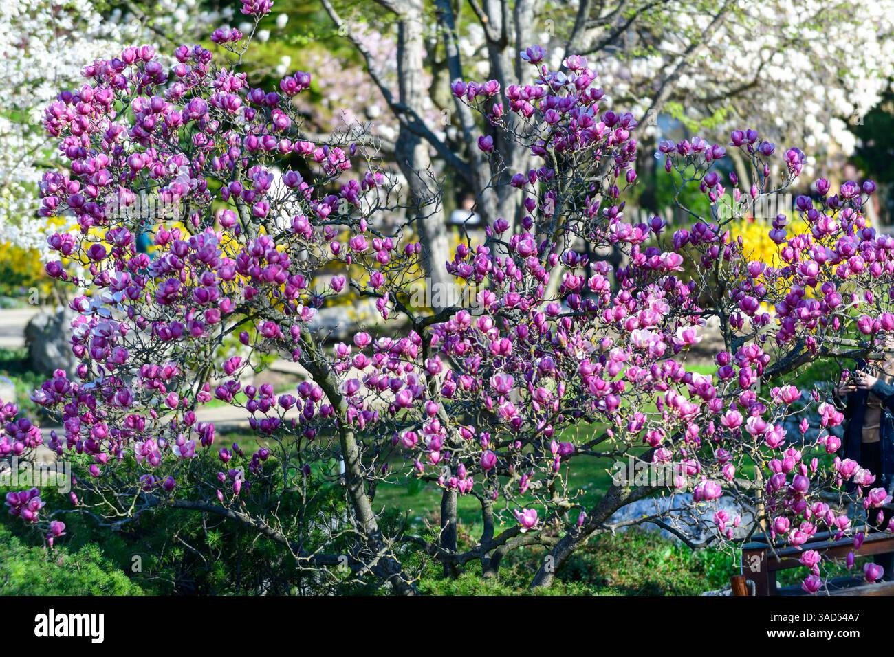 wien, österreich, 04. april 2025, Bäume in Blüte im japanischen Park ...