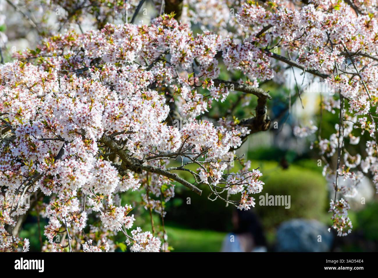 wien, österreich, 04. april 2025, Bäume in Blüte im japanischen Park ...