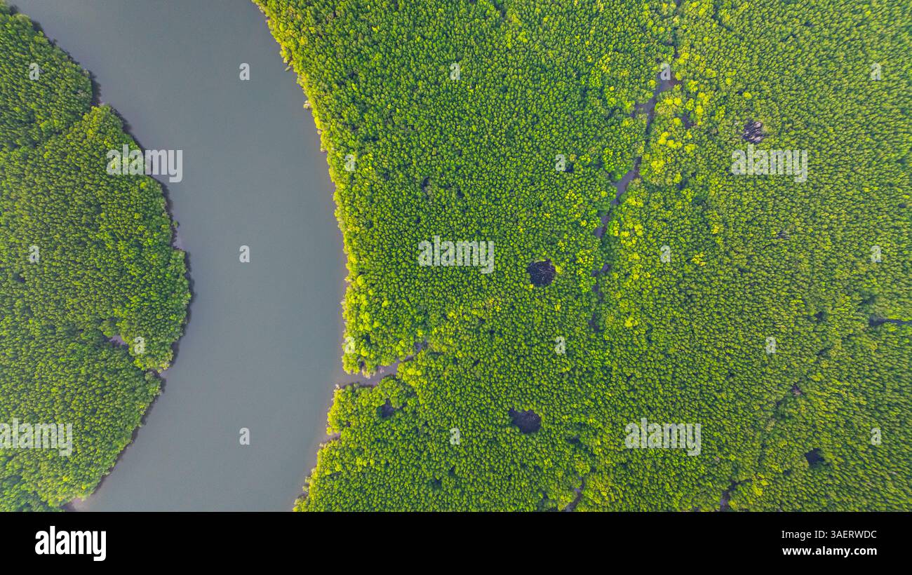 Blick aus der Vogelperspektive auf Mangrovenwald und Delta-Fluss mit ...