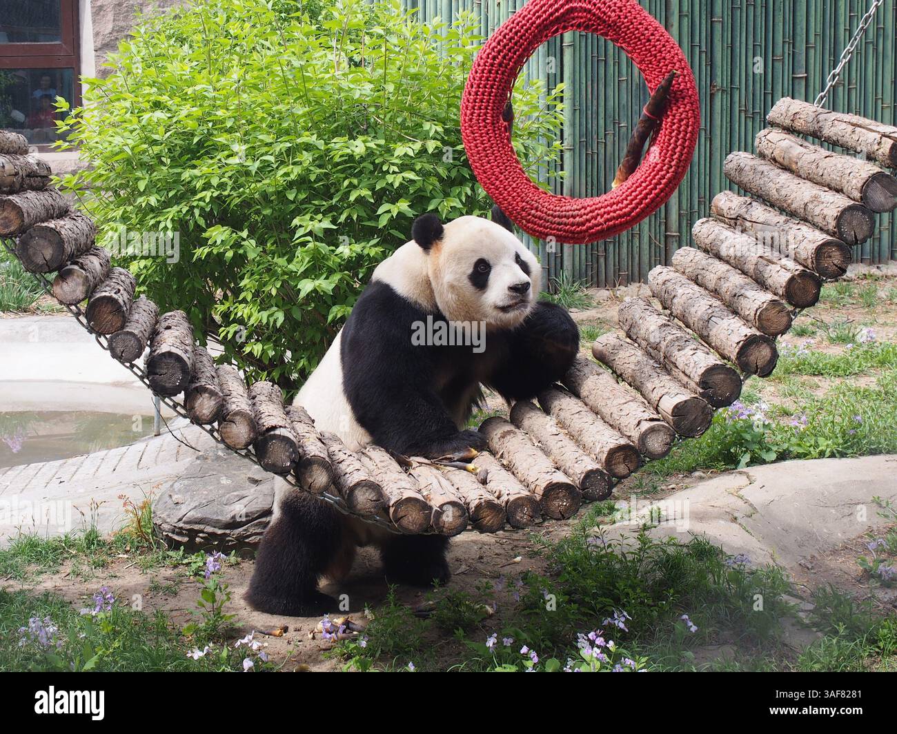 PEKING, CHINA - 7. APRIL 2025 - Ein riesiger Panda spielt am 7. April ...