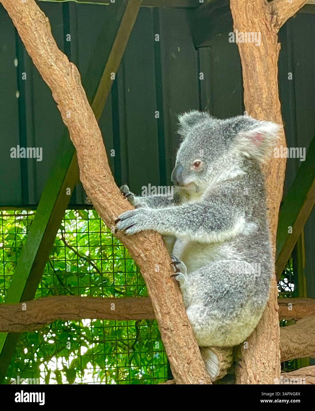 Ein Koala-Bär, der sich in einem Baum im Lone Pine Koala Sanctuary in ...