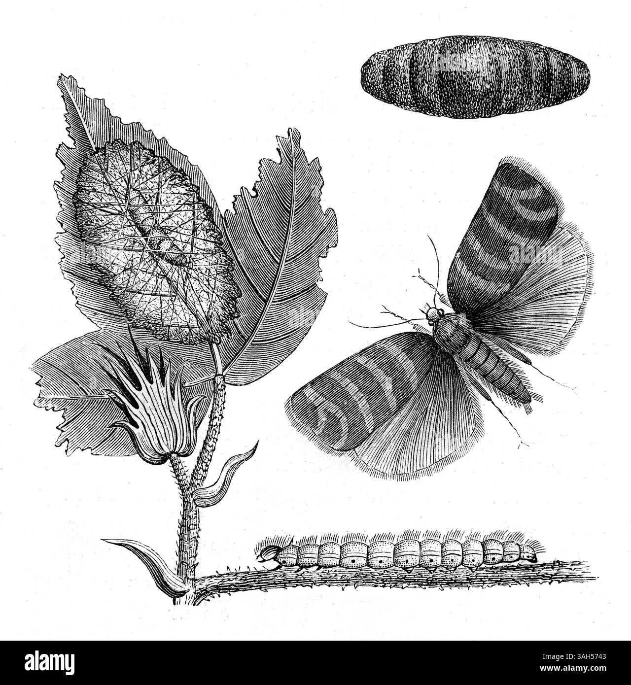 Motten, Larven und Raupen von Tortric cothonisix Motten, einem Baumwoll ...