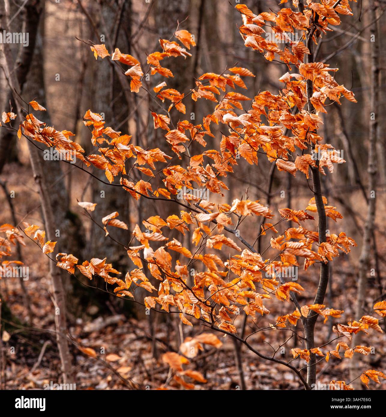Laubabwerfender waldbaum -Fotos und -Bildmaterial in hoher Auflösung ...