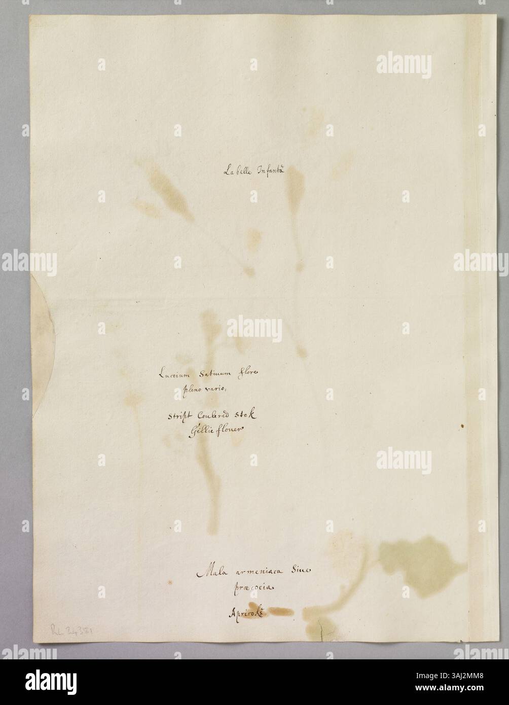 Aquarell von Alexander Marshal mit La Belle Infantin Nelke, lila ...