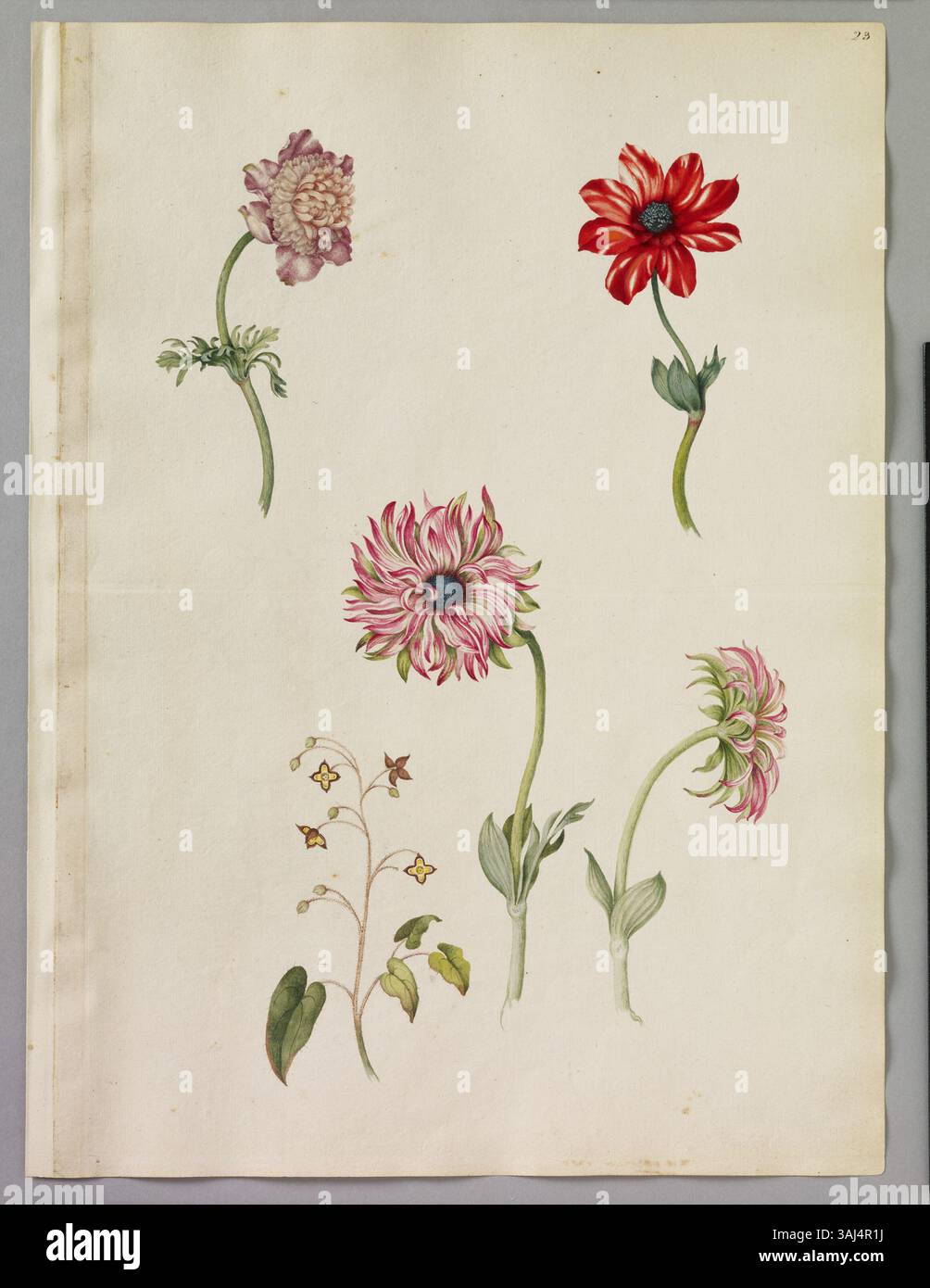 Dieses Aquarell von Alexander Marshal (ca. 1620–82) zeigt fünf Blumen ...