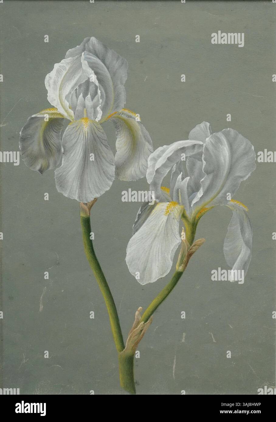 Johann Heinrich Müller (1825–1894) schuf dieses Aquarellbild von Iris ...
