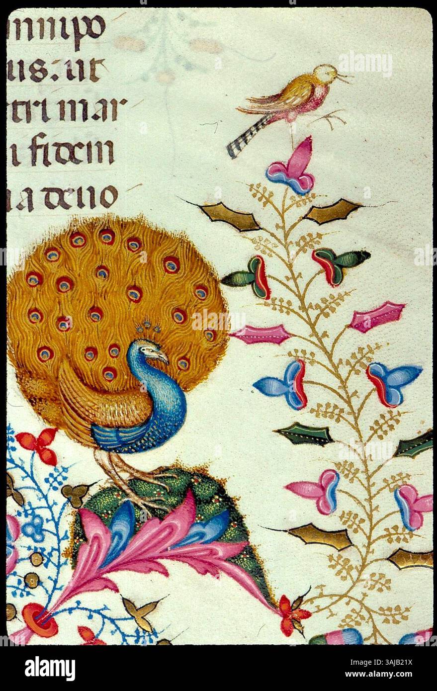 Dieses Detail aus dem *Bréviaire de Marie de Savoie* zeigt einen Pfau ...