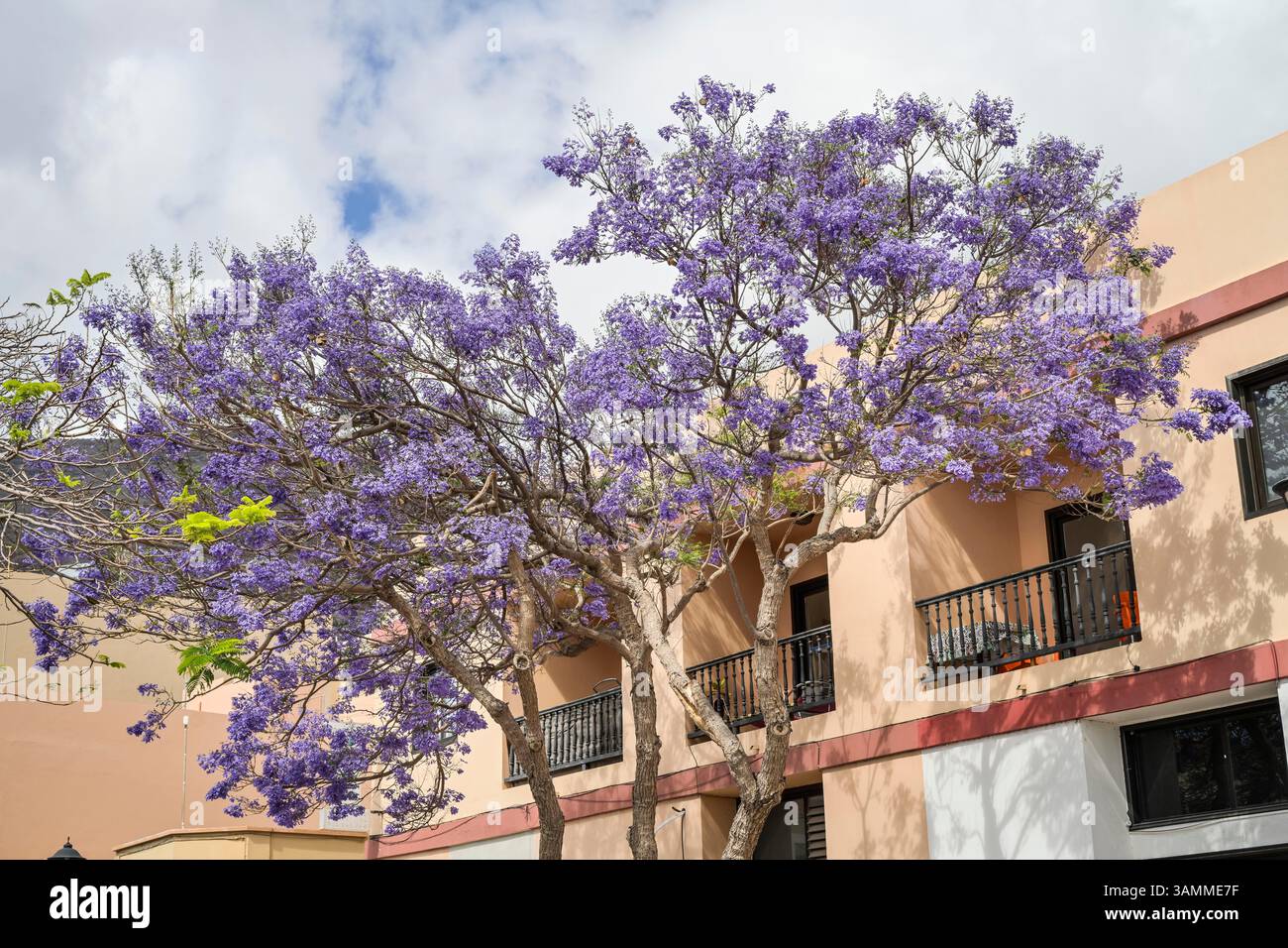 Blühender Palisanderholzbaum (Jacaranda mimosifolia), Valle Gran Rey ...