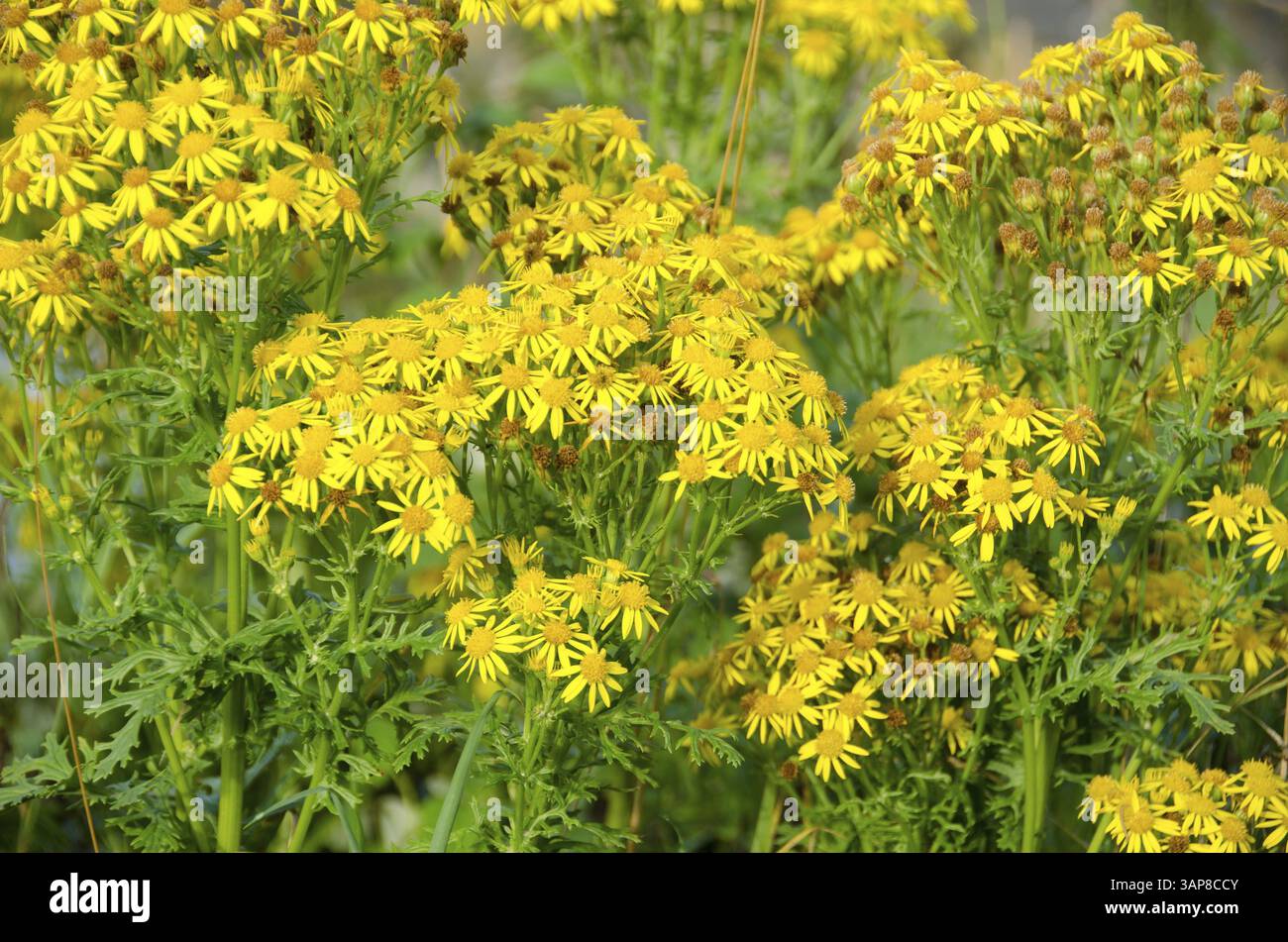 Gelbe Giftige Blume