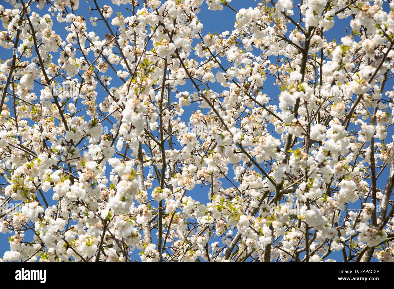 Blühende Äste eines Baumes vor blauem Himmel bei Frühlingssonne ...