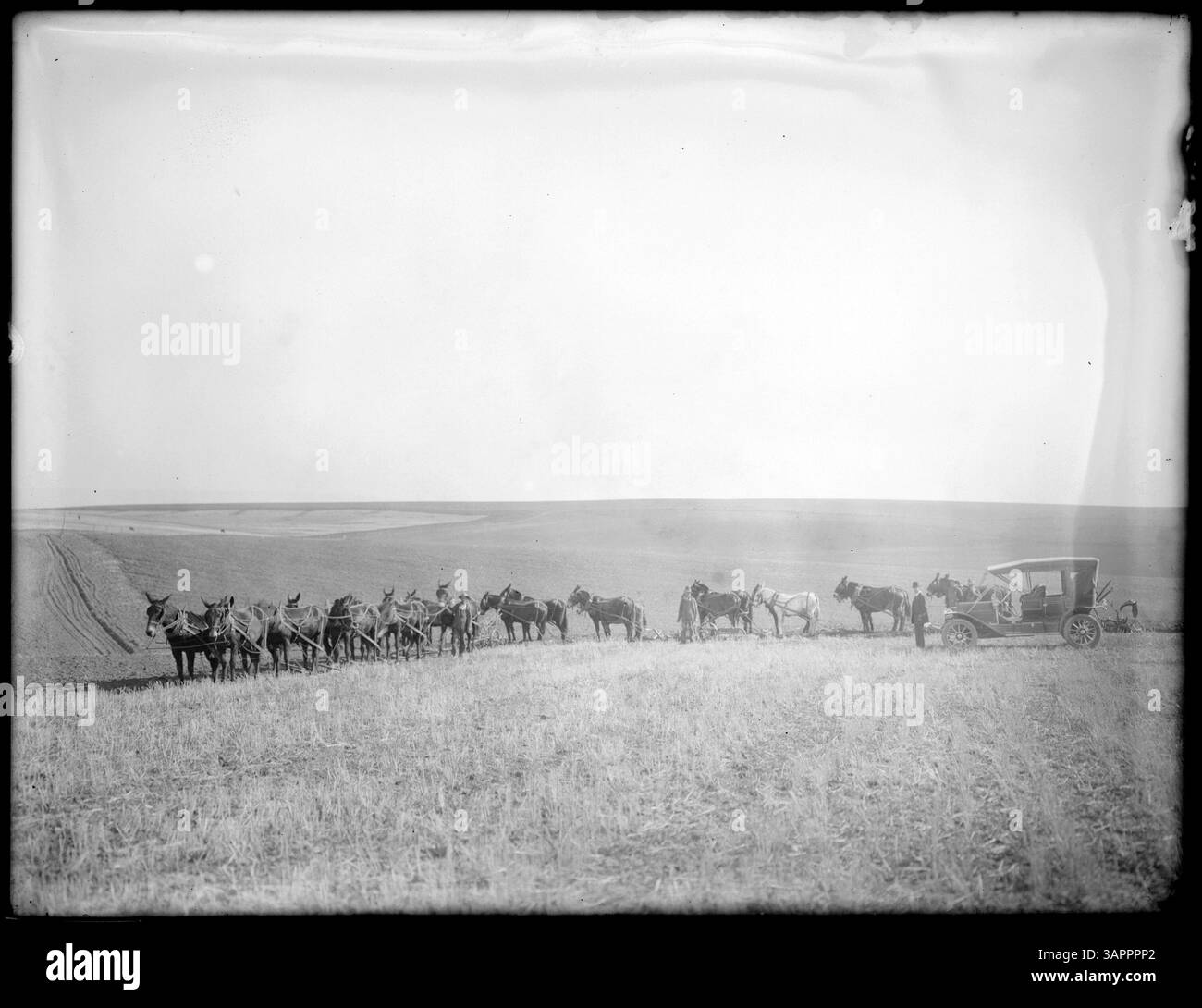 Dieses Foto von Lee Moorhouse zeigt schwüle Pflüge, die zum Pflügen von ...