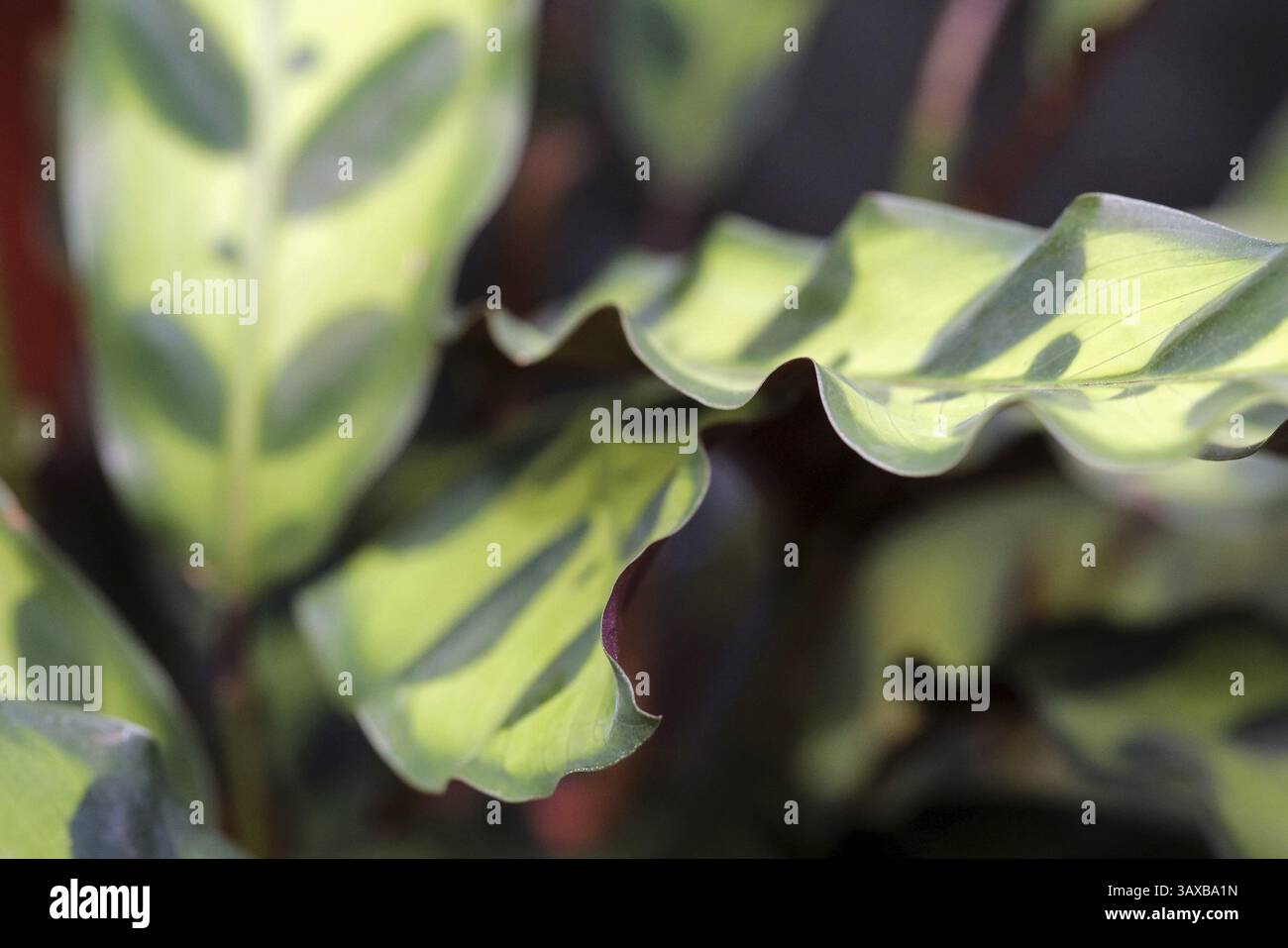 Maranta arten -Fotos und -Bildmaterial in hoher Auflösung – Alamy
