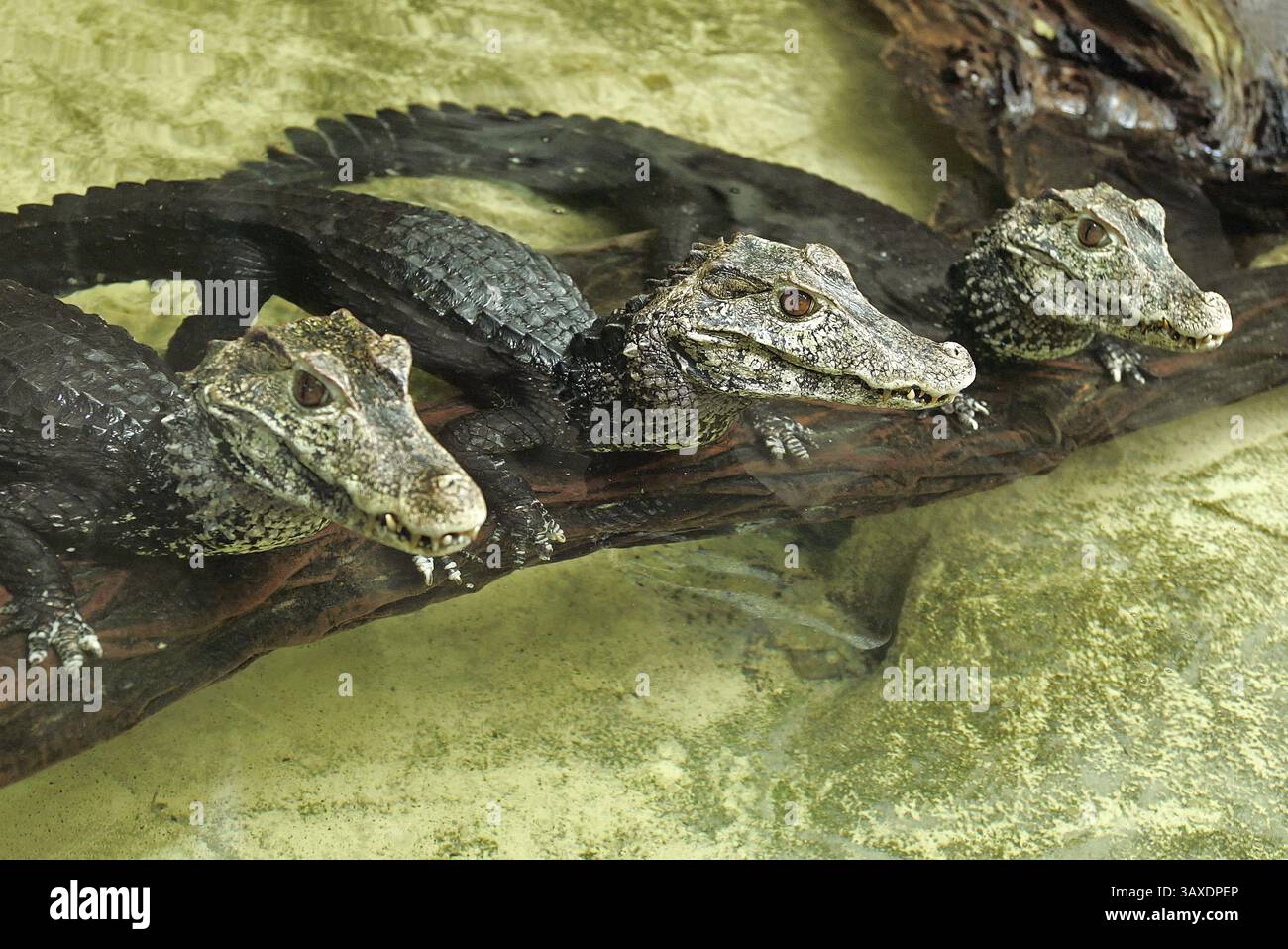 Reptilien kaimane -Fotos und -Bildmaterial in hoher Auflösung – Alamy