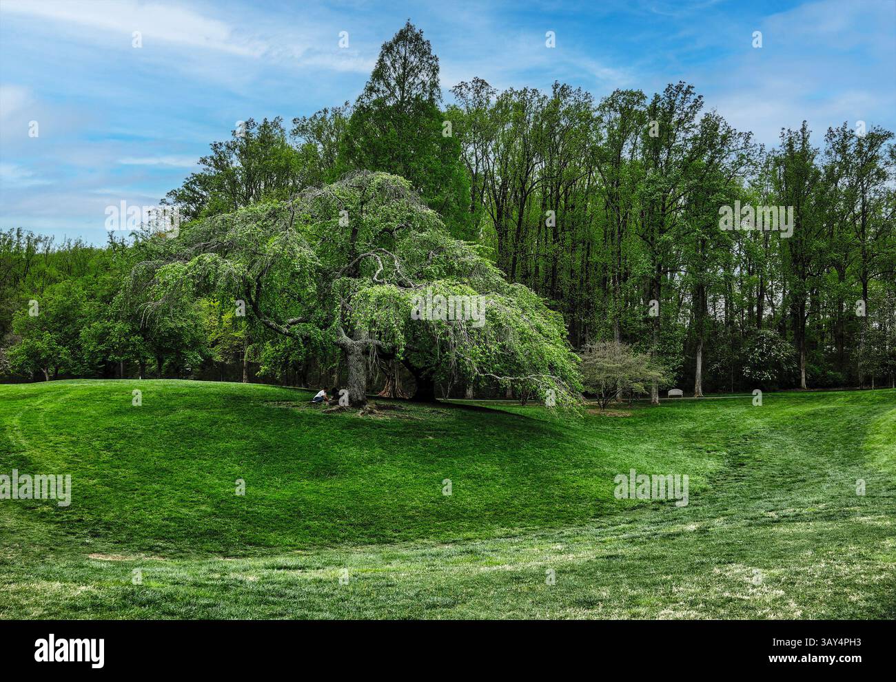 Auf einer wiese unter einem baum sitzen -Fotos und -Bildmaterial in ...