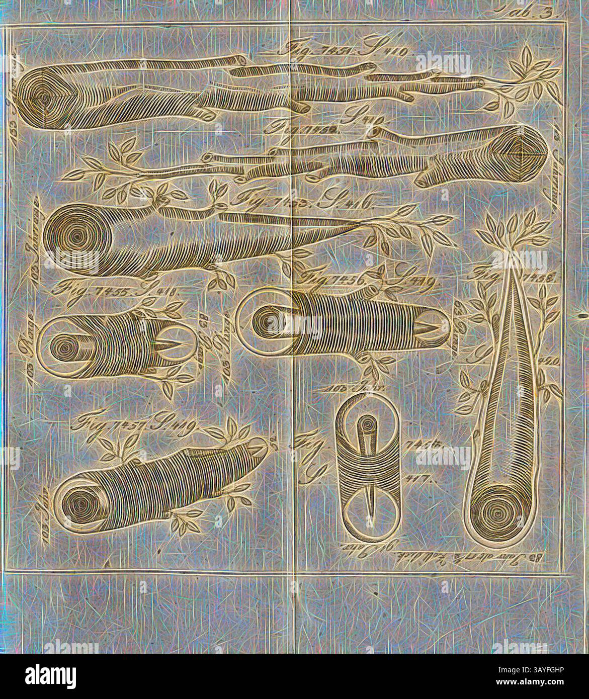 Eine detaillierte Abbildung zeigt verschiedene Baumstammquerschnitte ...