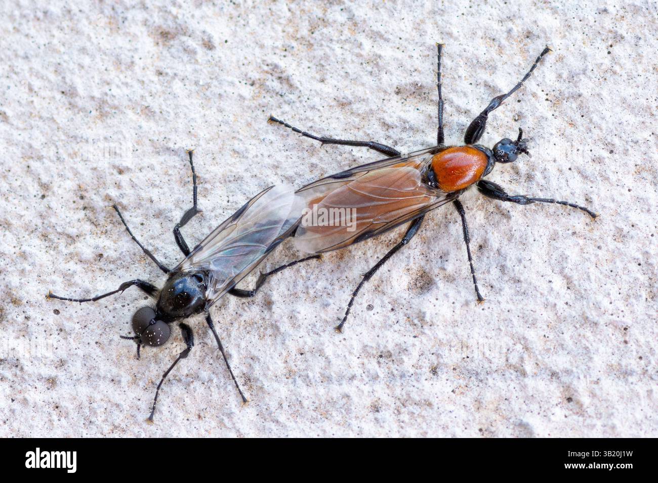 Blick von oben auf ein Paar Gartenmarsch-Fliegen, die sich paaren ...