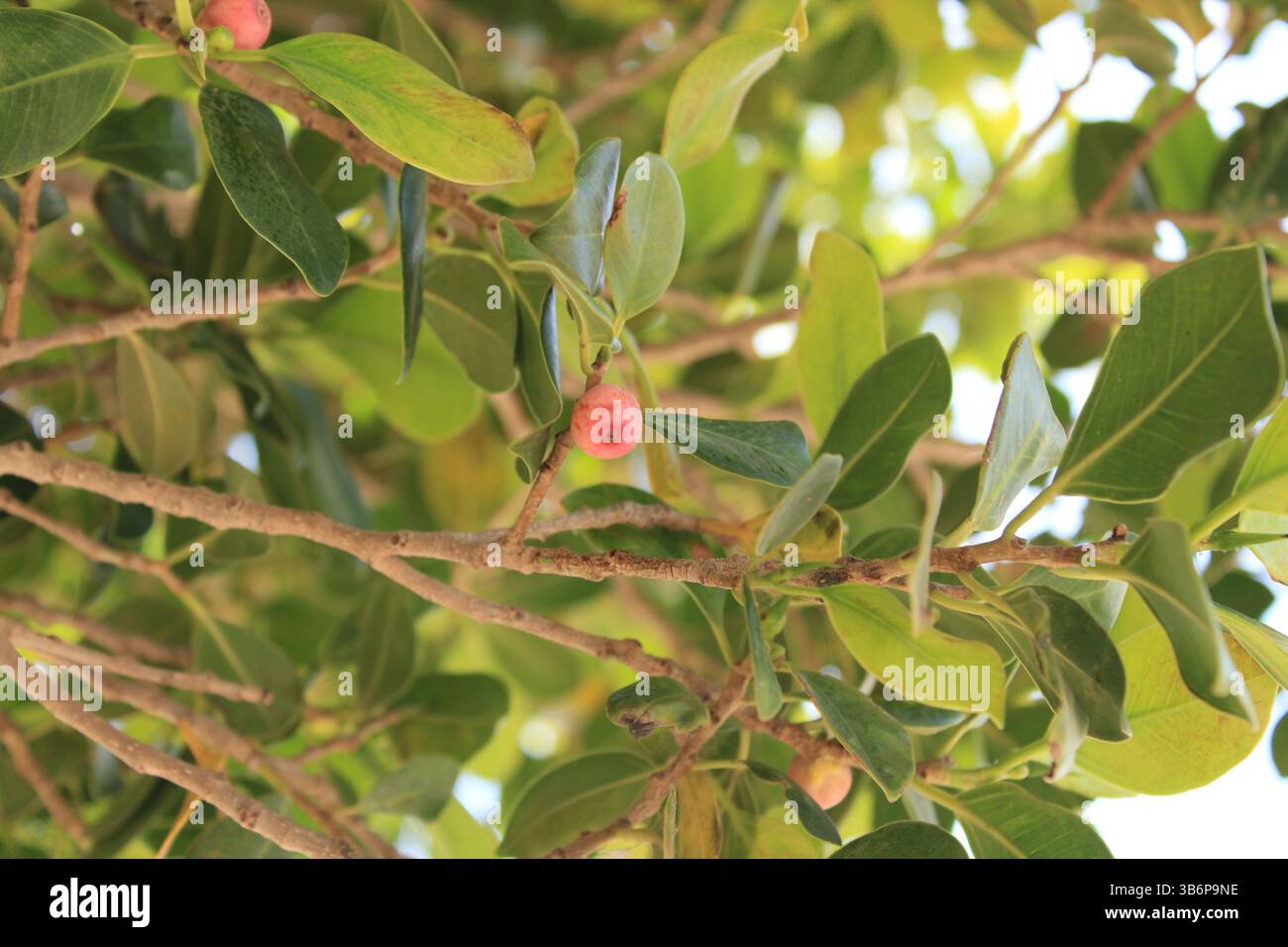 Feuille de figuier -Fotos und -Bildmaterial in hoher Auflösung – Alamy