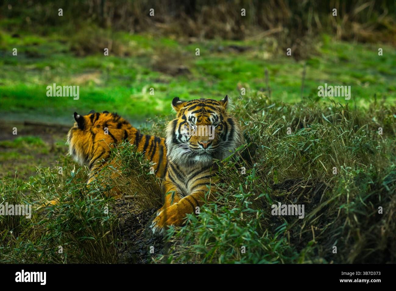 Family of tigers -Fotos und -Bildmaterial in hoher Auflösung – Alamy