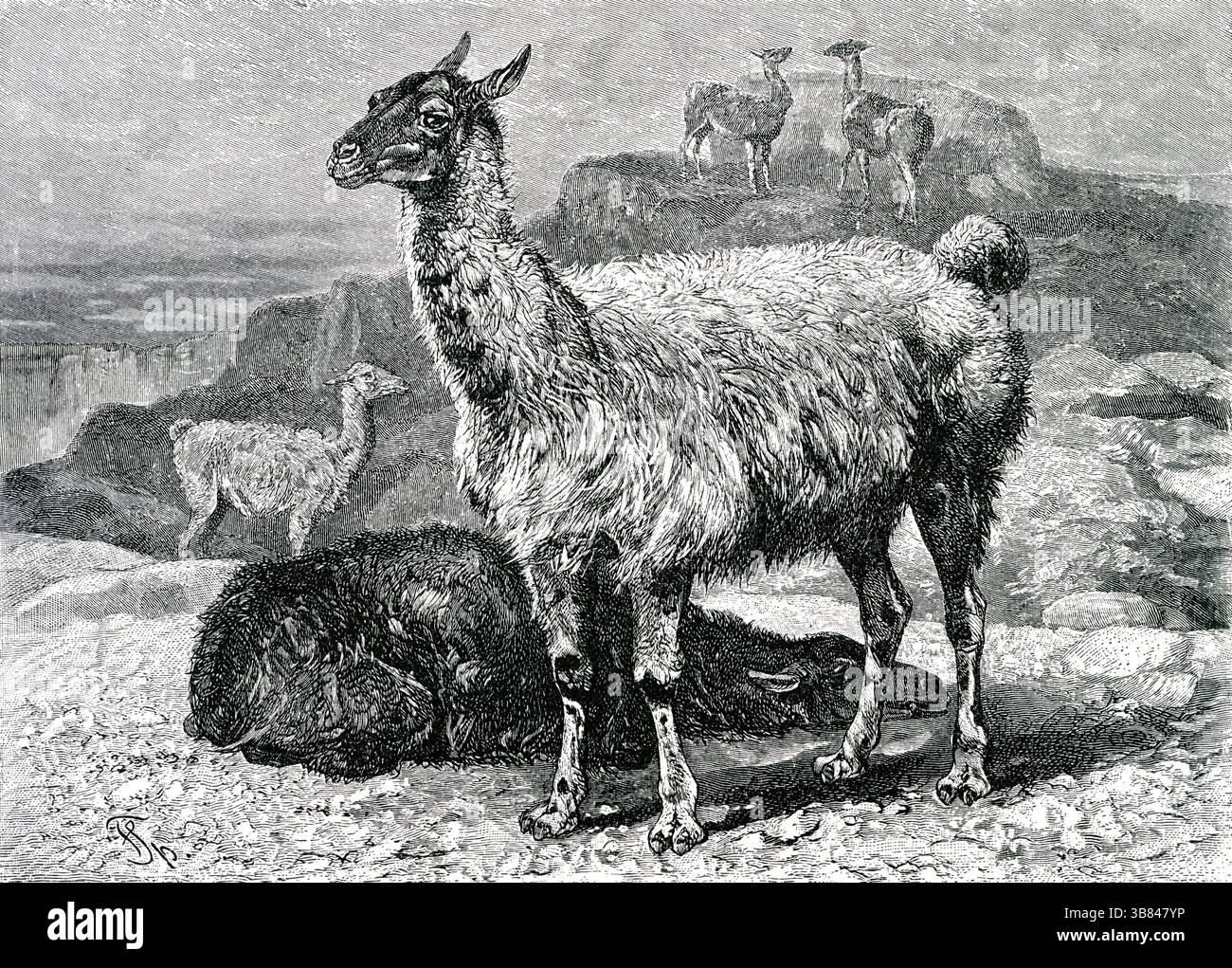 Lama andes transport -Fotos und -Bildmaterial in hoher Auflösung – Alamy