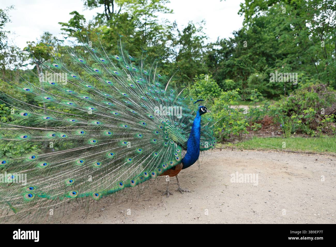 05.08.2025, Berlin, Deutschland, Berlin: Blauer Pfau auf der ...
