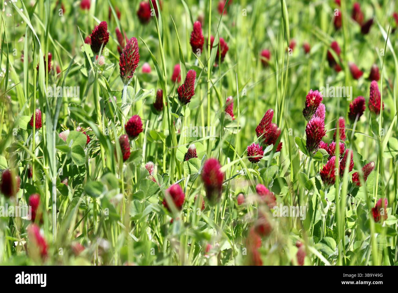 Faszinierend Klee Rote Bluten Ebenbild