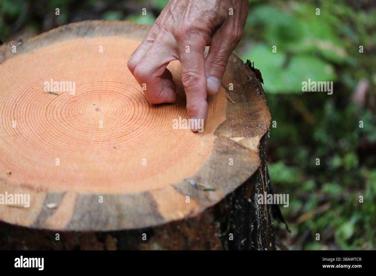 07.09.2019, Georgia, Swanetia, Mazeri - Hand zeigt auf die Jahresringe ...
