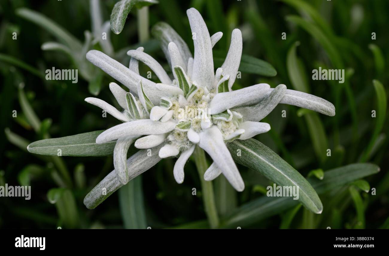 Edelweiss leontopodium nivale alpinum -Fotos und -Bildmaterial in hoher ...