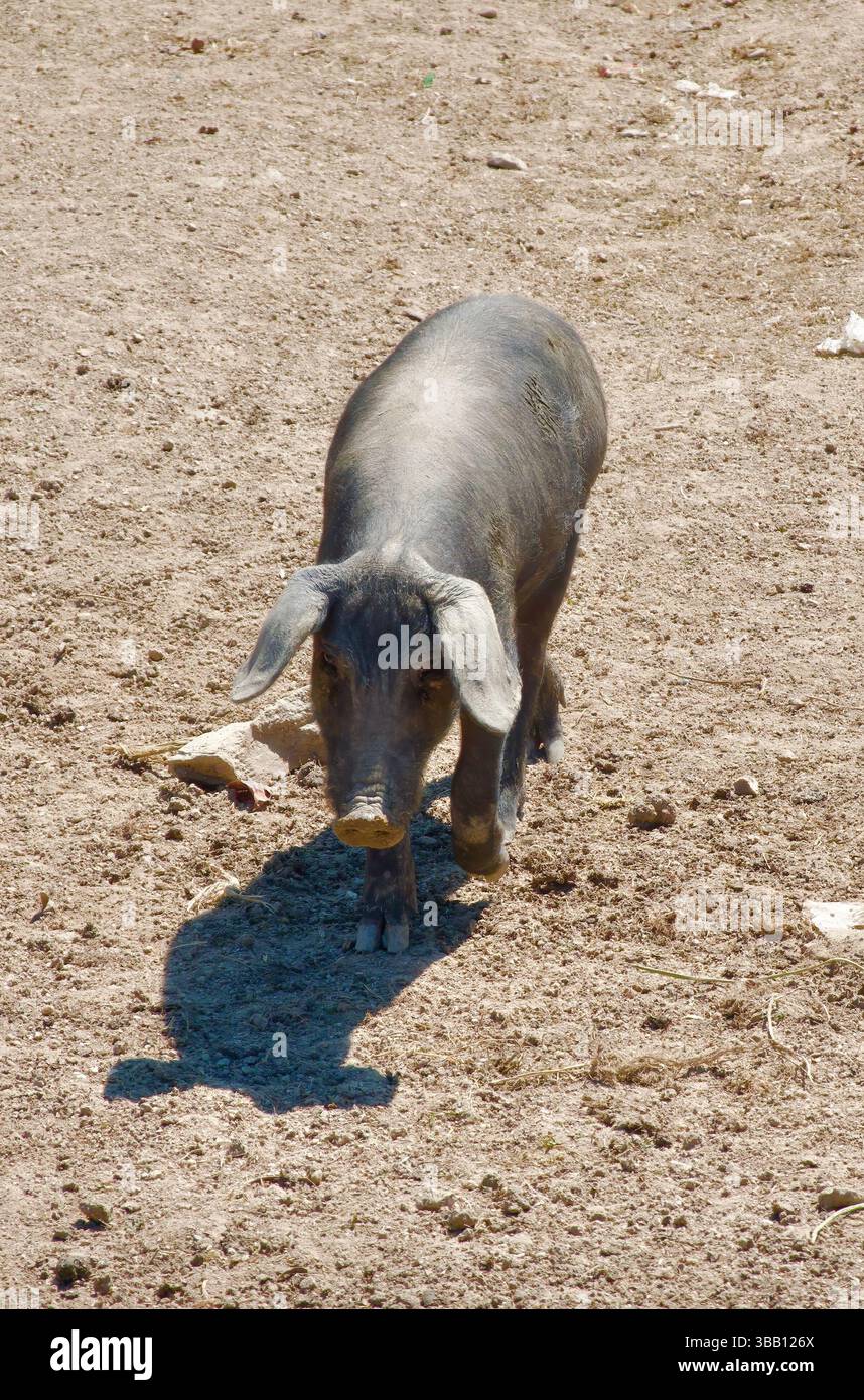 Schweine sus scrofa domesticus -Fotos und -Bildmaterial in hoher ...
