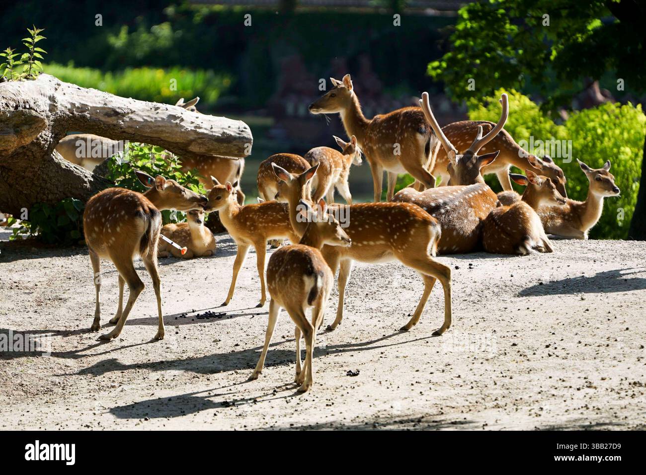 Rehkitze der Sika Herde 8 neue Tiere Bambi und die jungen ...