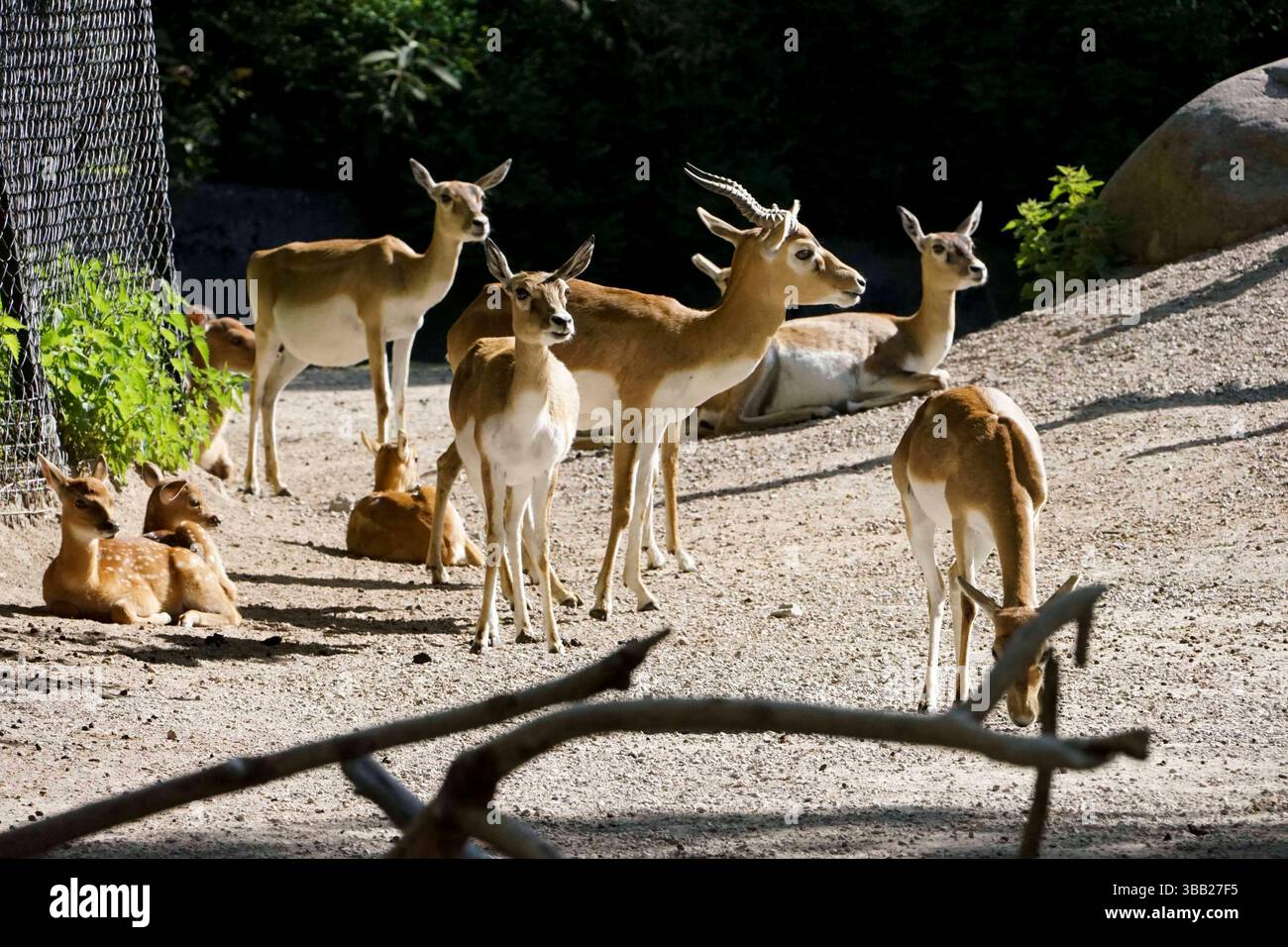 Rehkitze der Sika Herde 8 neue Tiere Bambi und die jungen ...