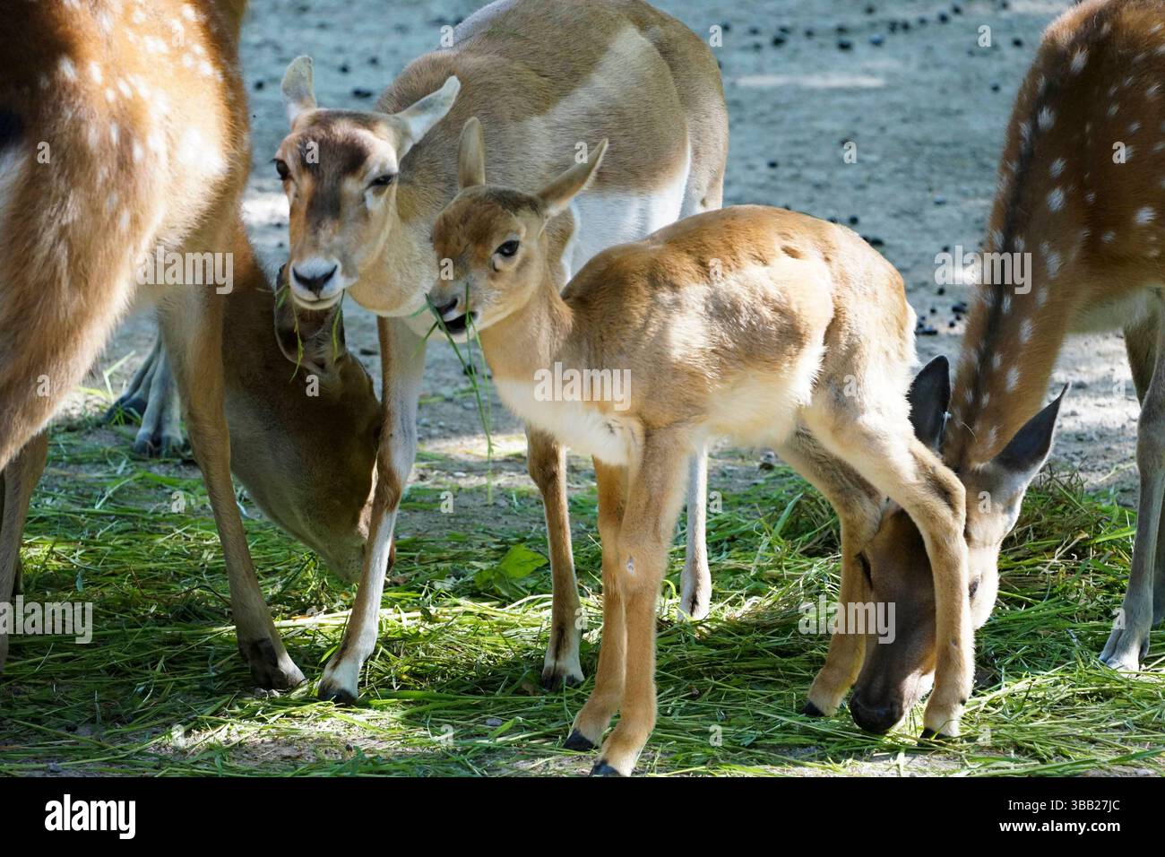Rehkitze der Sika Herde 8 neue Tiere Bambi und die jungen ...
