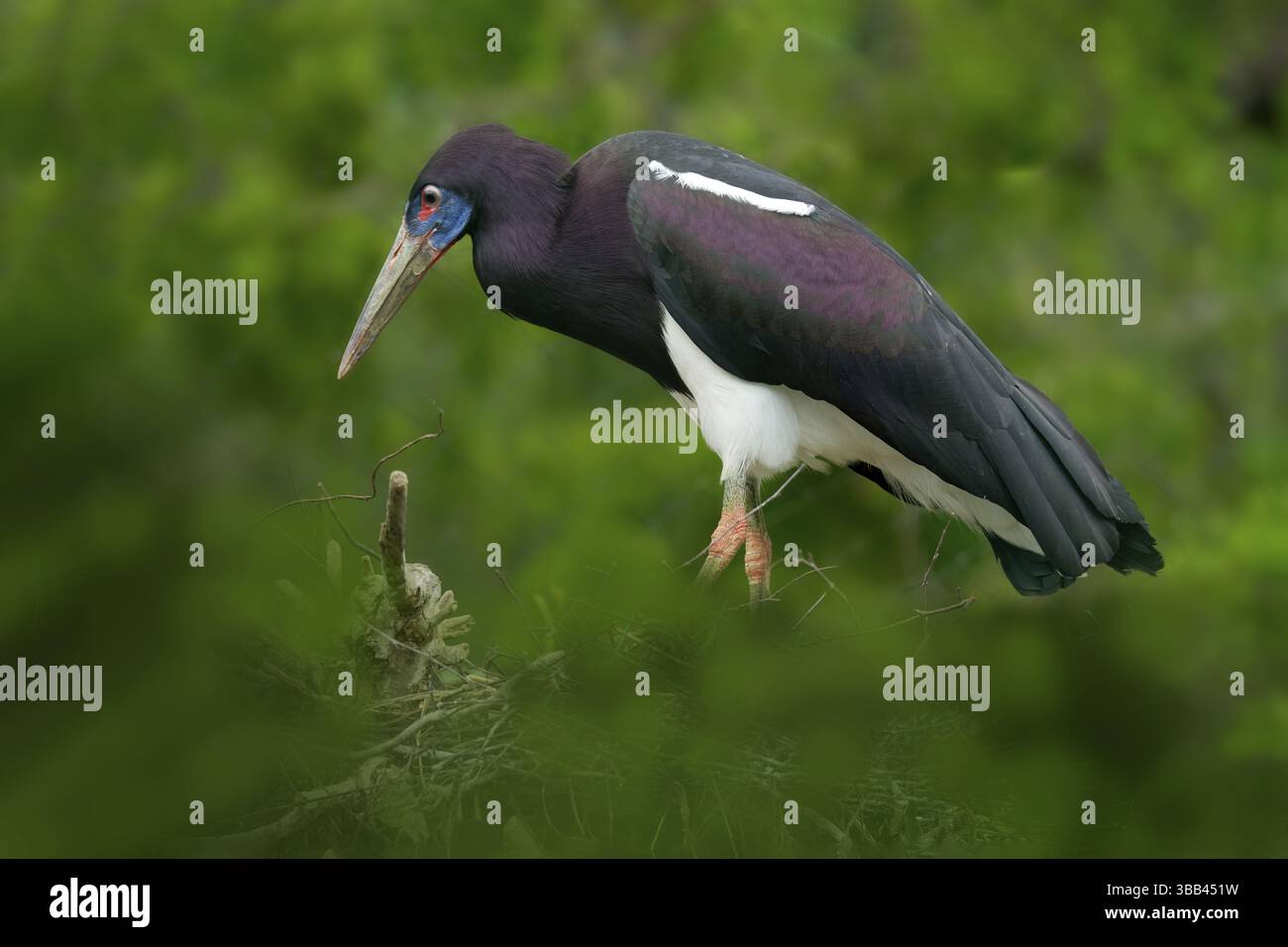 Abdim-Weißbauchstorch, Ciconia abdimii, der im Gras, Okavango-Delta ...
