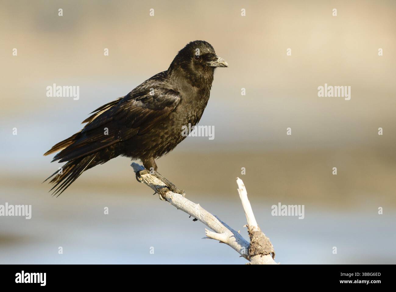 Corvus caurinus -Fotos und -Bildmaterial in hoher Auflösung – Alamy