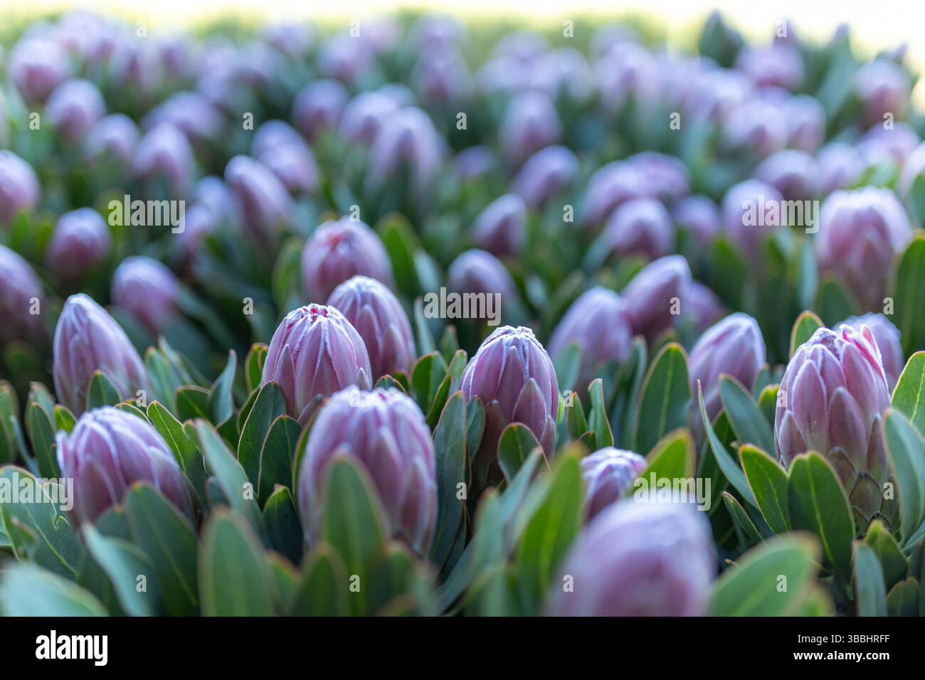 Fynbos blumen -Fotos und -Bildmaterial in hoher Auflösung – Alamy