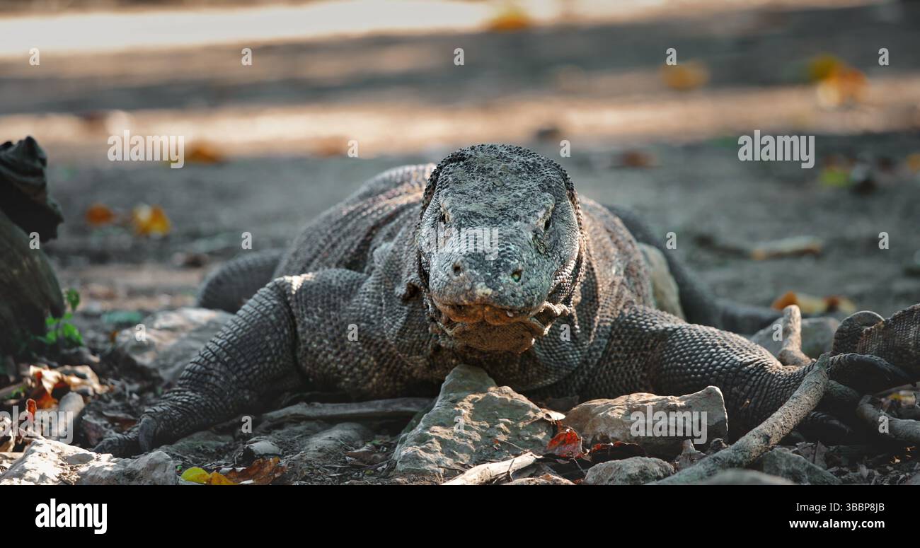 Großer Komodo-Drache (Varanus Komodoensis), der auf der Insel Rinca im ...