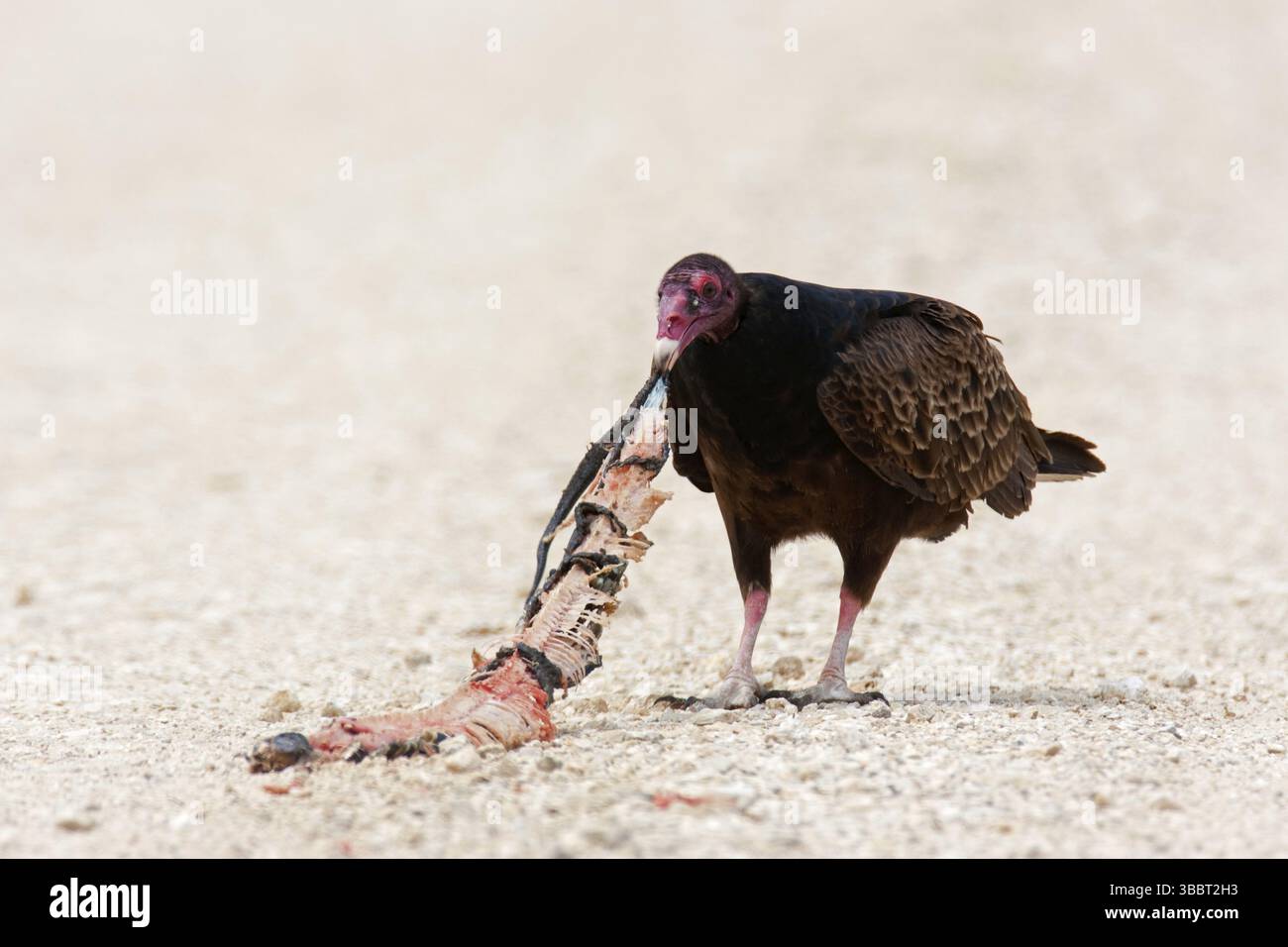 Westlicher truthahngeier -Fotos und -Bildmaterial in hoher Auflösung ...