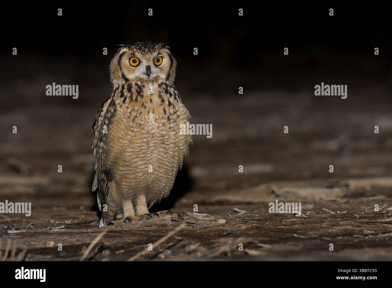 Bubo bubo ascalaphus -Fotos und -Bildmaterial in hoher Auflösung – Alamy
