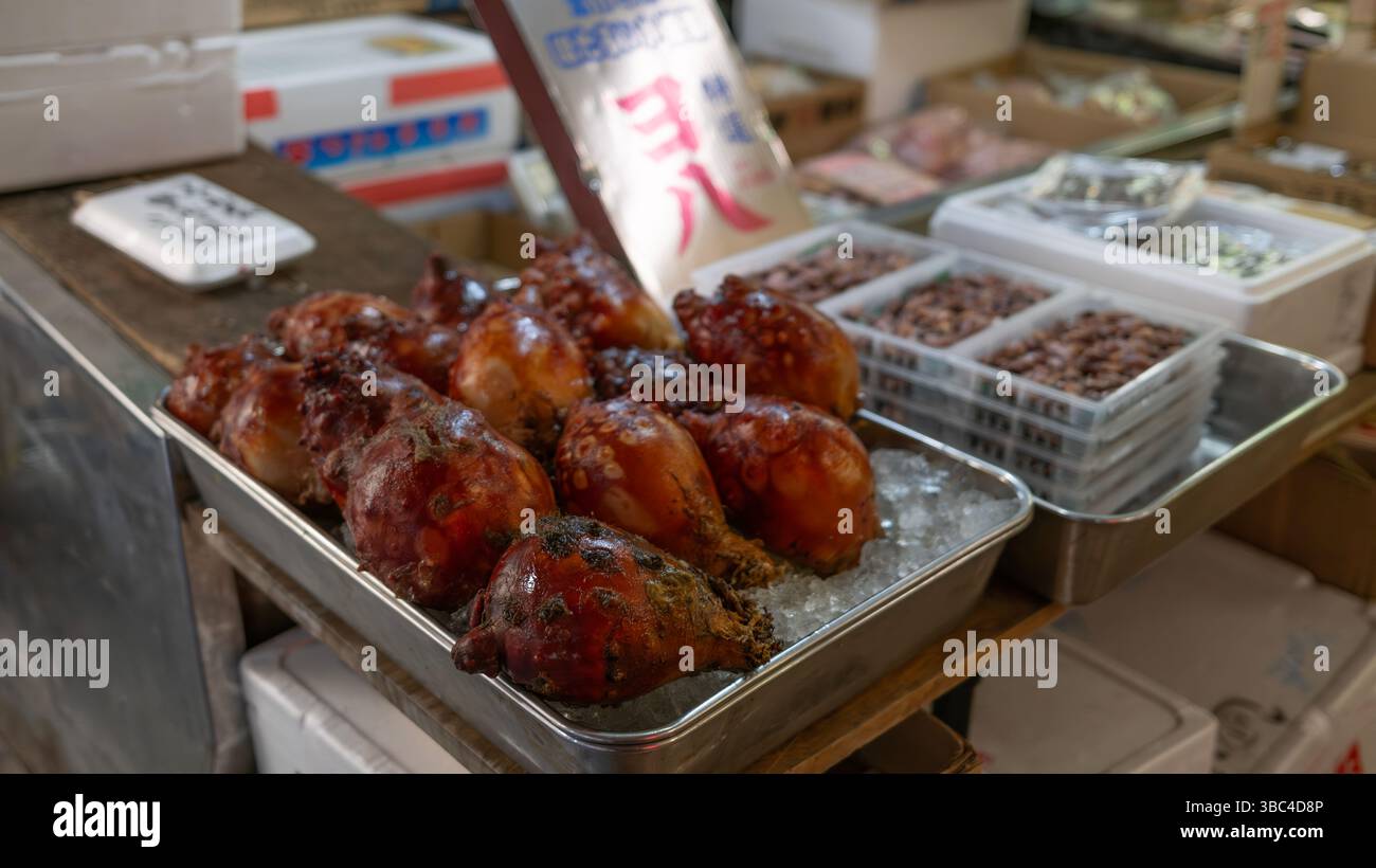 Halocynthia roretzi, oder sie heißt Meeresananas und ihr japanisches ...