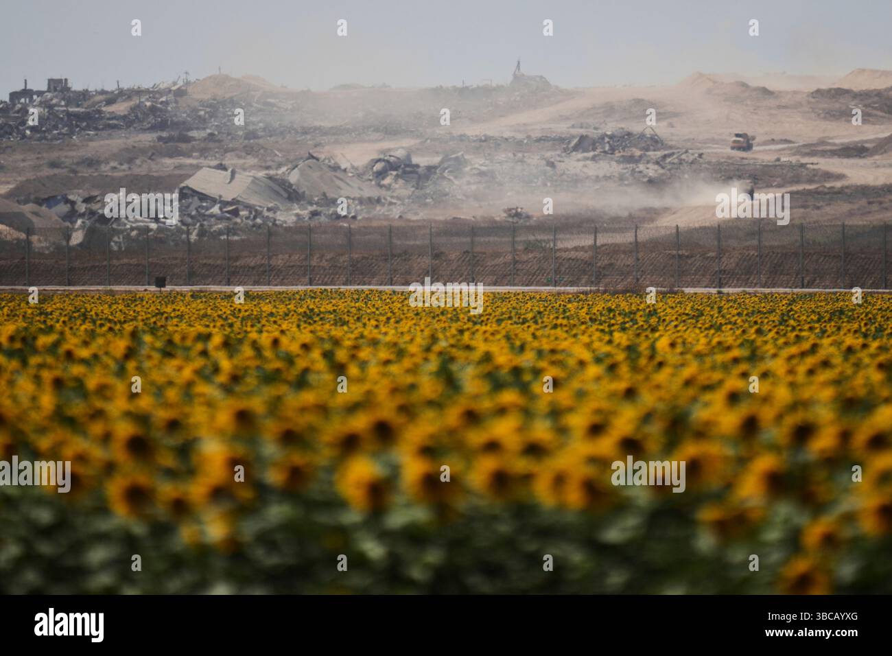 Destroyed buildings in the Gaza Strip are seen beyond a sunflower field ...