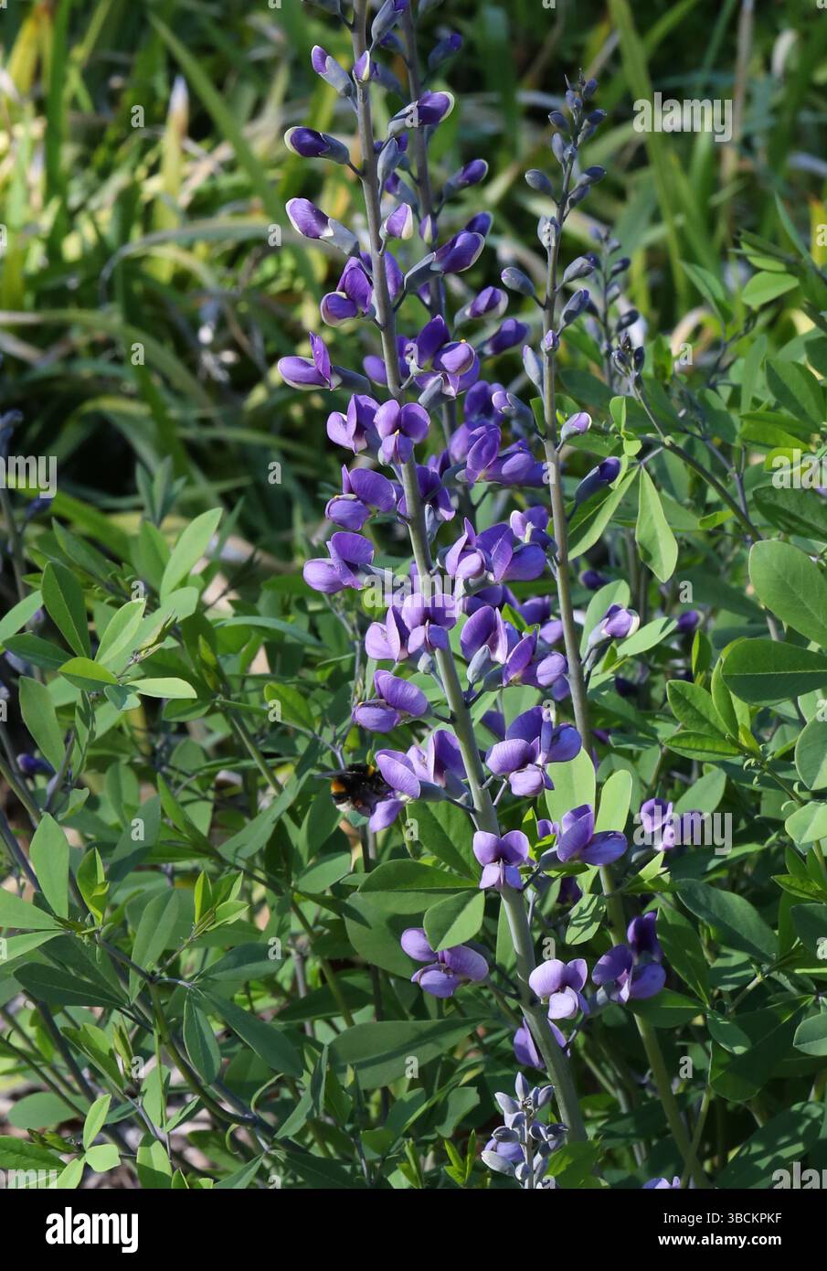 Blue False Indigo oder Blue Wild Indigo, Baptisia australis „Purple ...