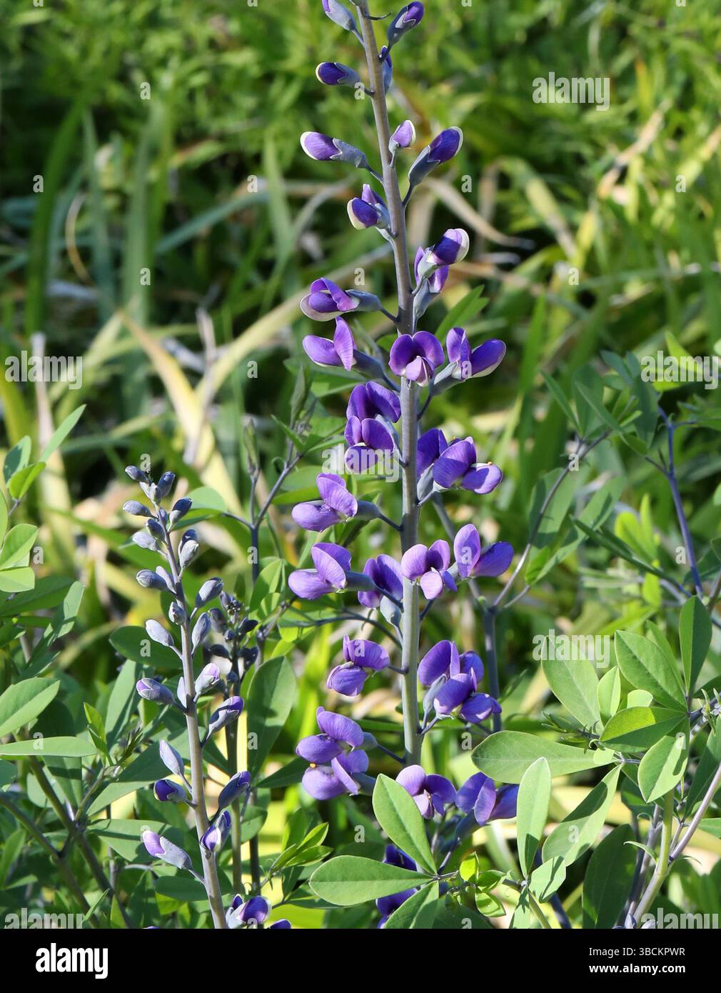 Blue False Indigo oder Blue Wild Indigo, Baptisia australis „Purple ...