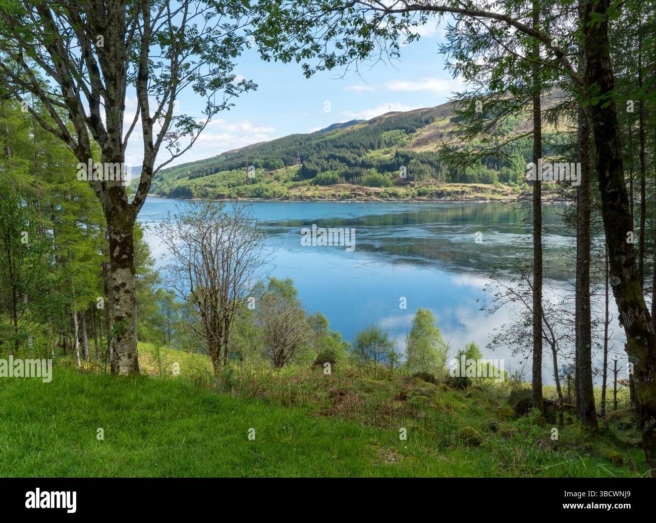 Blick zwischen Bäumen auf der Isle of Skye in der Nähe von Kylerhea ...