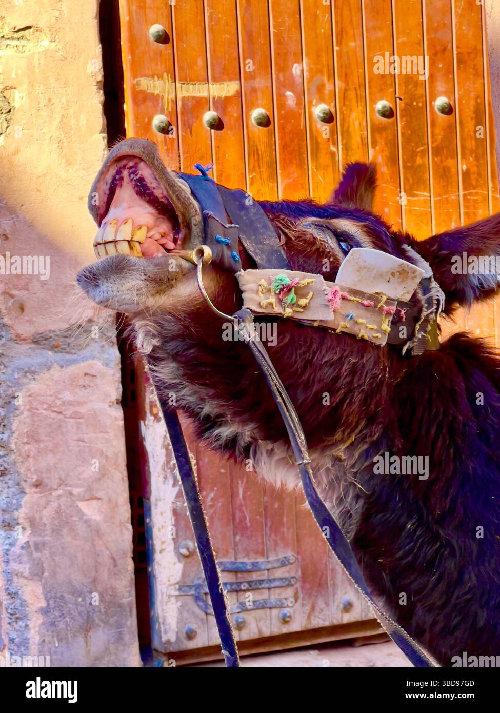Lachender esel -Fotos und -Bildmaterial in hoher Auflösung – Alamy