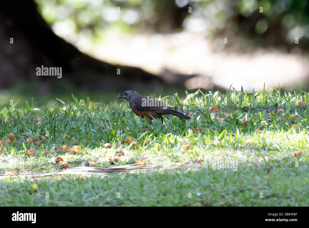 A Rufous bauchige Soor (Turdus rufiventris Stockfotografie - Alamy